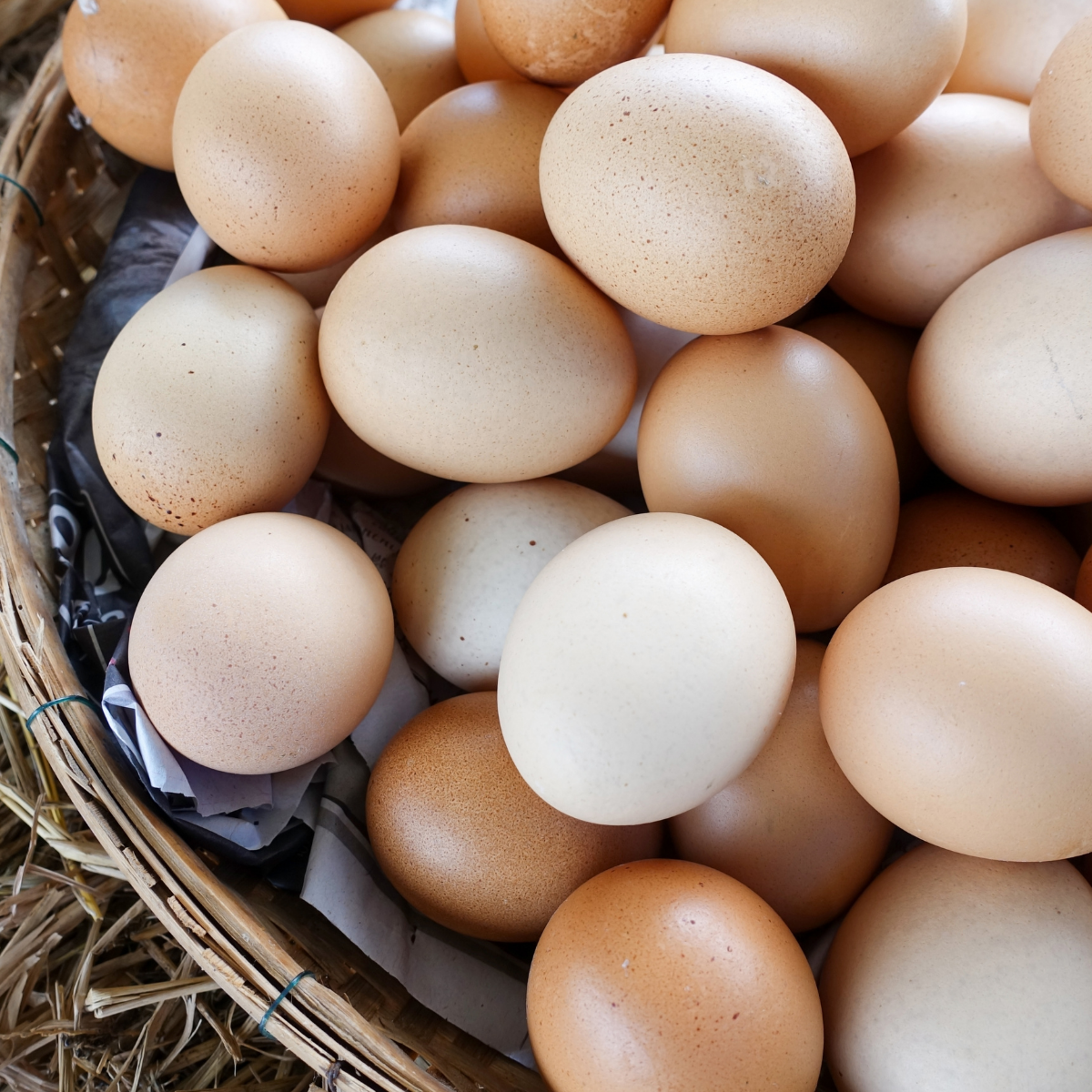 Eggs – Eureka Organic Farm