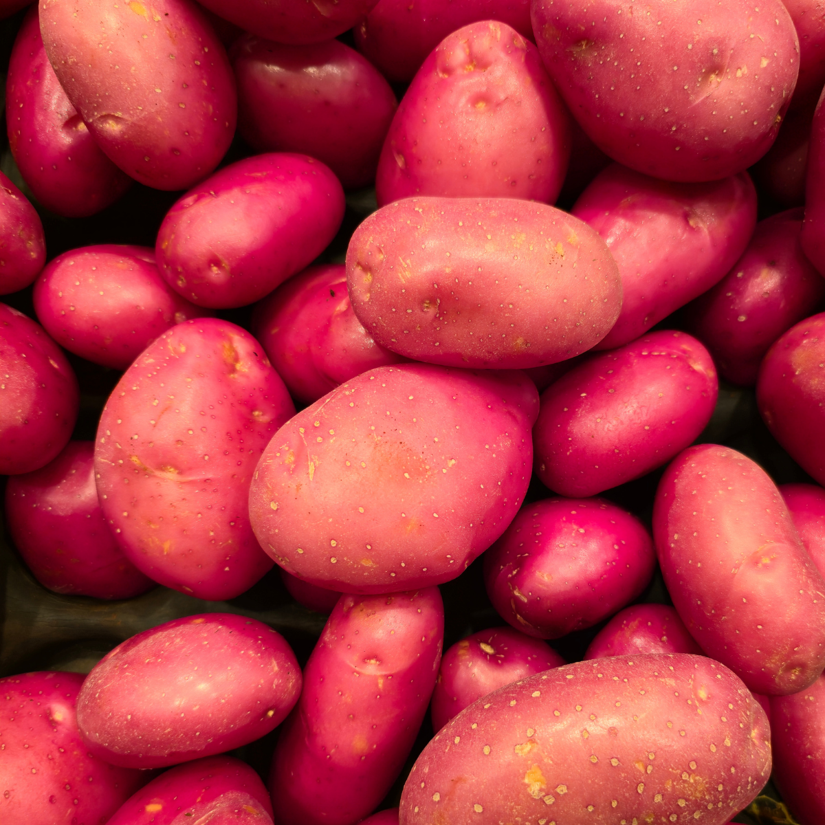 Baby Red Potatoes – Eureka Organic Farm