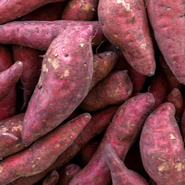 Sweet Potatoes – Eureka Organic Farm